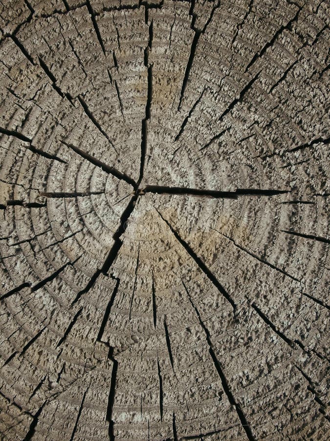 Cross Section of Tree Trunk, Stump. Rough Organic Texture of Tree Rings ...