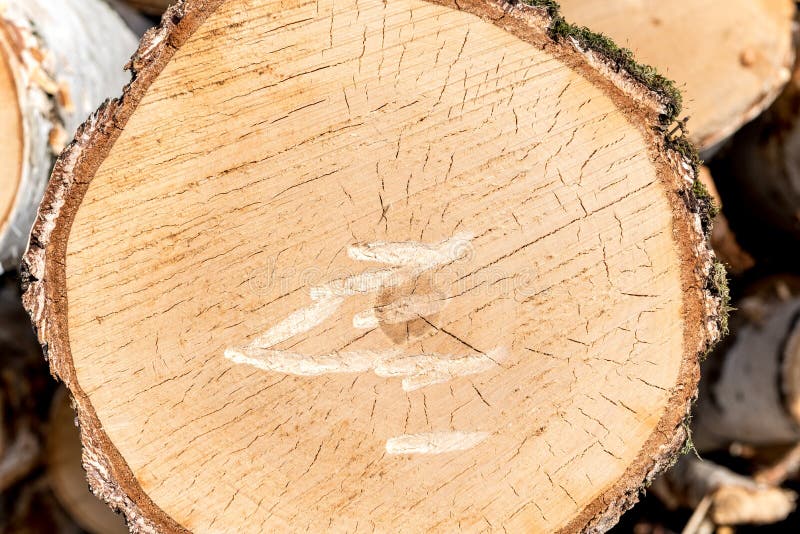 Cross Section of a Tree Trunk and Stump. Structure of Wood Stock Photo ...