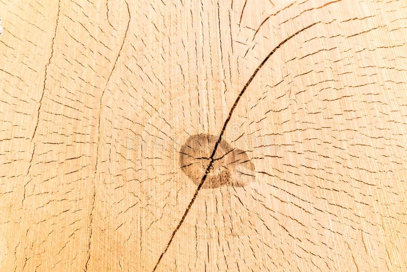 Cross Section of a Tree Trunk and Stump. Structure of Wood Stock Image ...