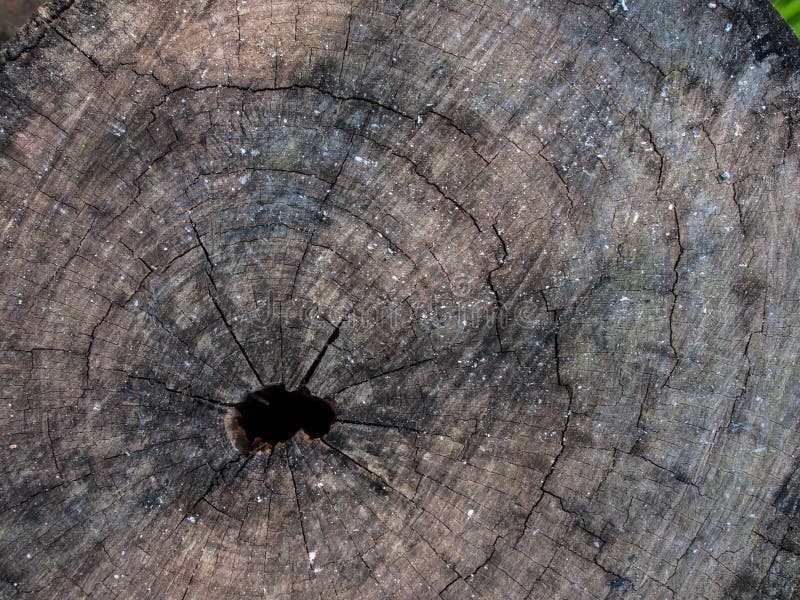 Cross Section of Tree Trunk Stock Photo - Image of hole, leak: 86448084