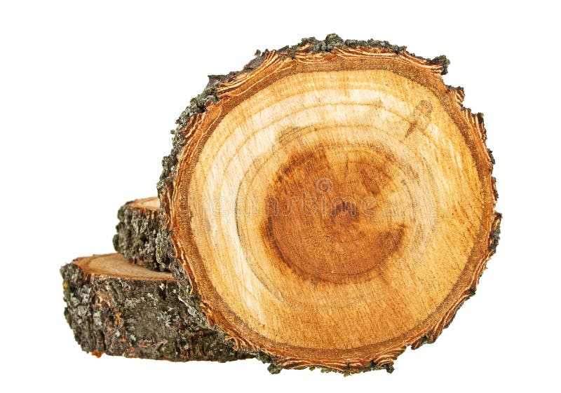 Cross Section of Tree Trunk on a White Background Stock Image - Image ...