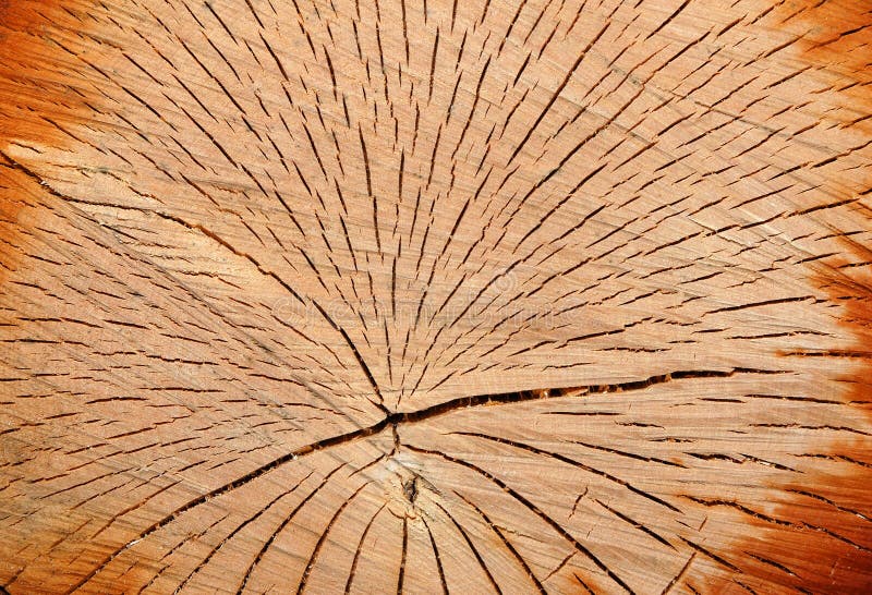 Cross Section through Tree Trunk Stock Image - Image of texture, rings ... Cross Section through Tree Trunk Stock Image - Image of texture, rings ...