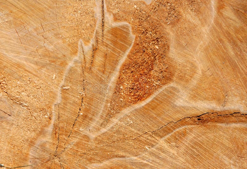 Cross Section through Tree Trunk Stock Photo - Image of texture ...
