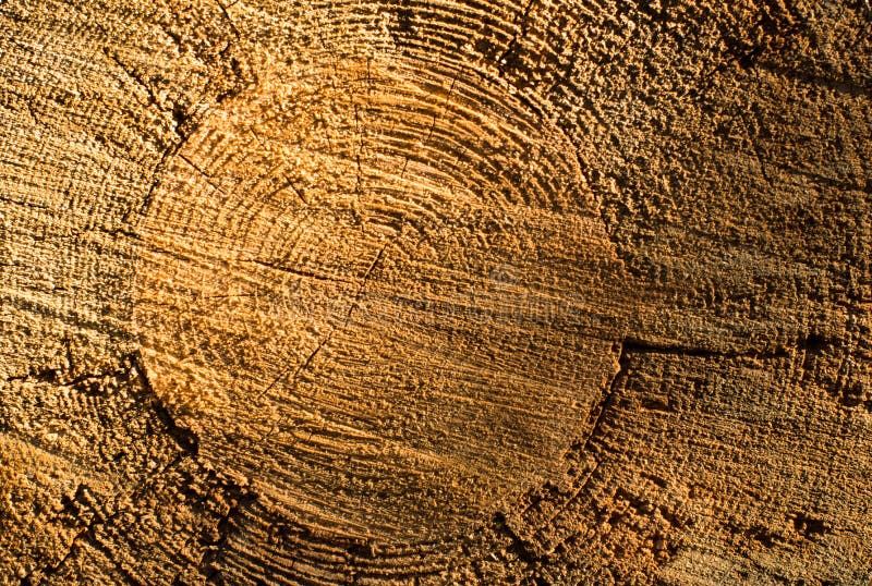 Cross Section of the Tree Trunk Stock Image - Image of beige, circle ...