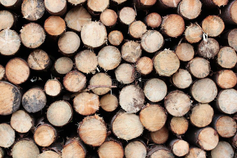 Cross Section of Tree Trunks Background. Decoration of Cutting Tree ...