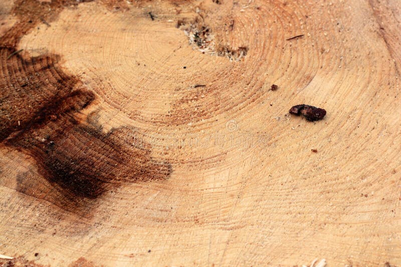 Cross Section of Tree Trunks Background. Decoration of Cutting Tree ...