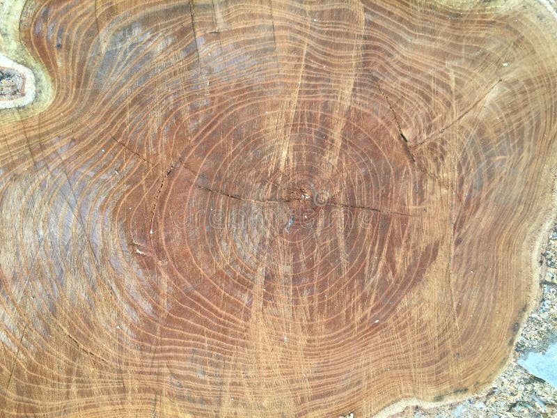 Cross Section of Tree Wood Texture Background Stock Image - Image of ...