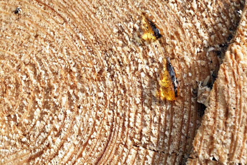 Drop of Fir Resin with Inclusions in Close Up Stock Image - Image of ...