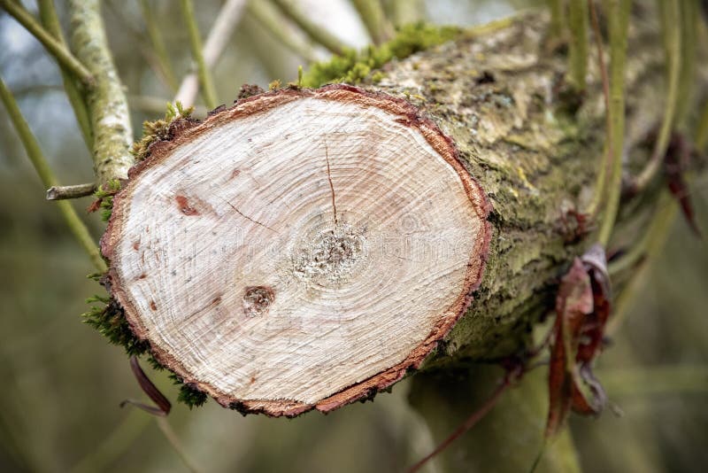 Cross Section of Tree Trunk Showing Growth Rings Stock Photo - Image of ...