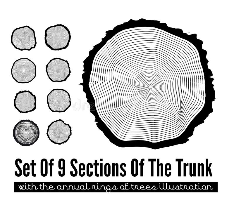 Cross section of the trunk stock vector. Illustration of round - 46925602