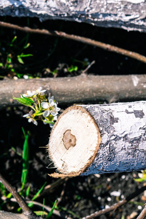 Cross Section of the Trunk of a Small Pear Tree. Vertical Photography ...