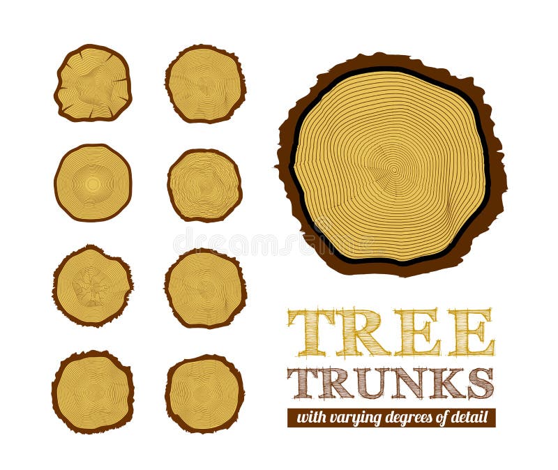 Cross Section of the Trunk, Vector Illustration Stock Vector ...