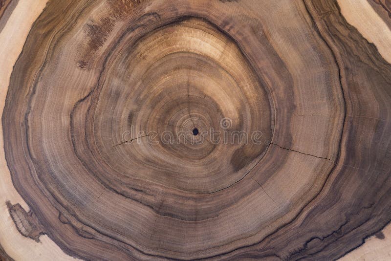 Walnut Tree Rings