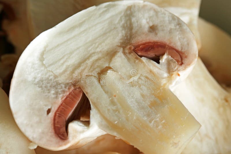 Cross Section of White Button Mushroom Stock Photo - Image of organic ...