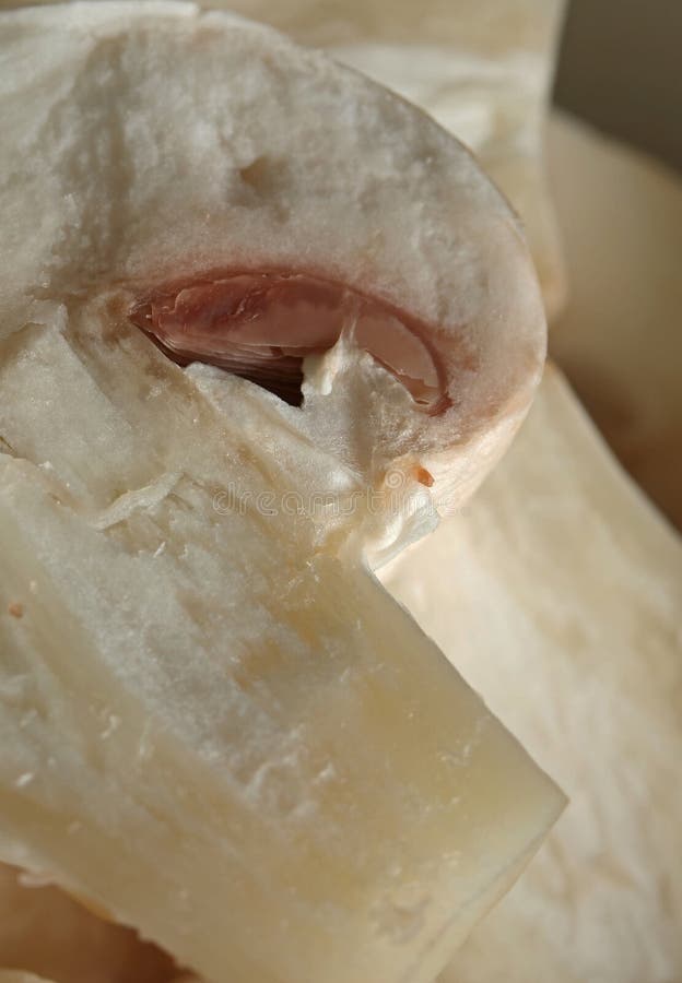 Cross Section of a White Button Mushroom Stock Image - Image of texture ...