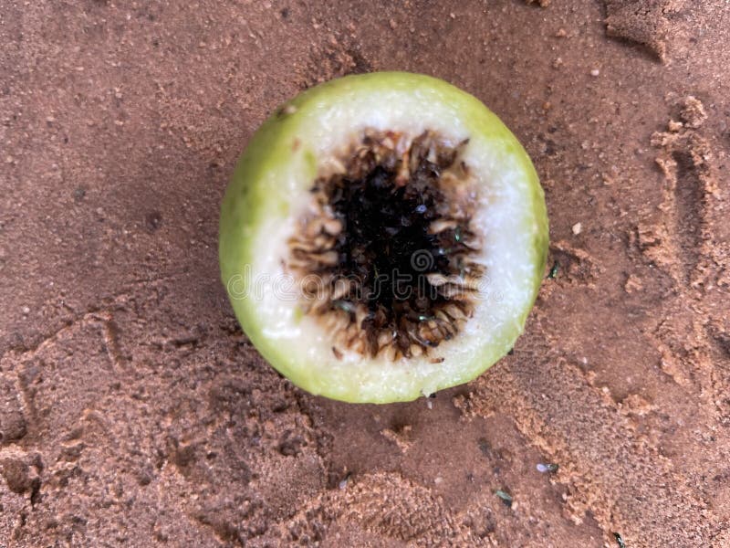 A Cross-section of a Wild Rubber Plant Fruit, Revealing Thousands of ...