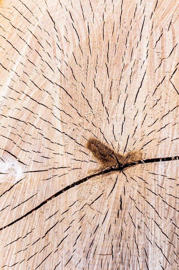 Cross section of wood stock photo. Image of beautiful - 57531332