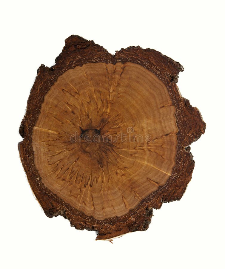 565 Birch Cross Section Stock Photos - Free & Royalty-Free Stock Photos ...