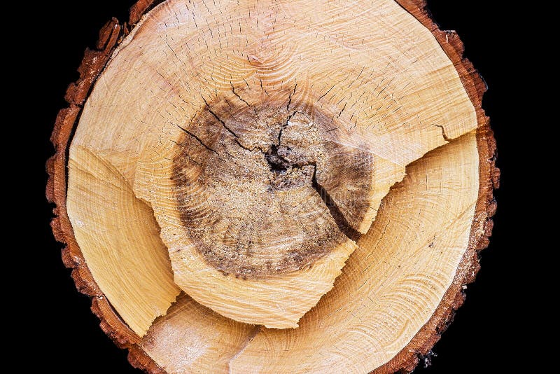 Cross Section of Larch Tree Trunk on White Background. Stock Photo ...