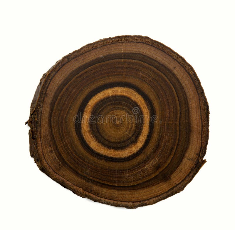 Cross section of wood stock image. Image of ring, forest - 168880963