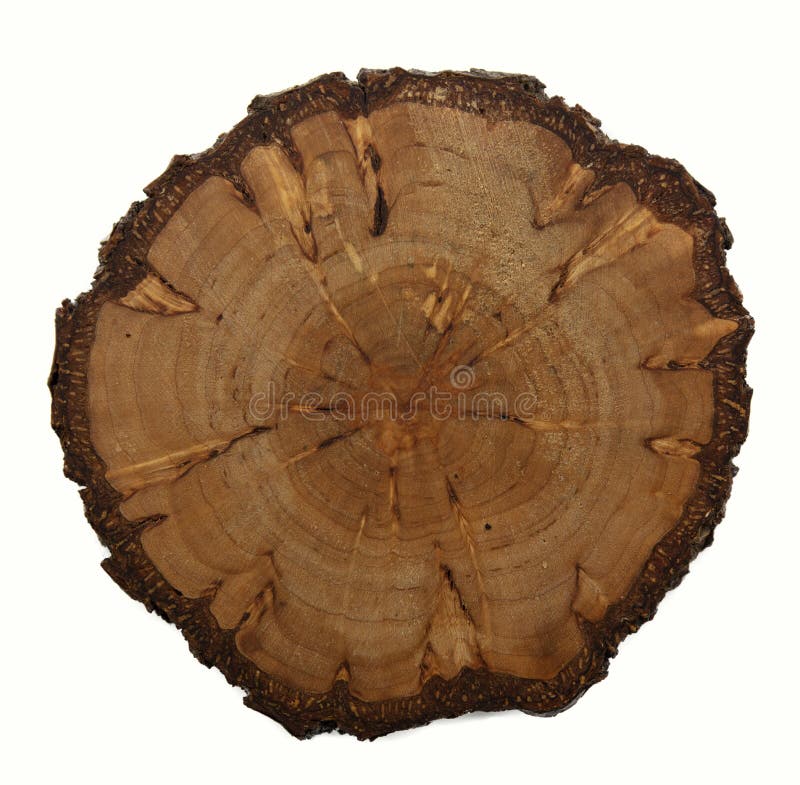 Cherry Wood Cross Section