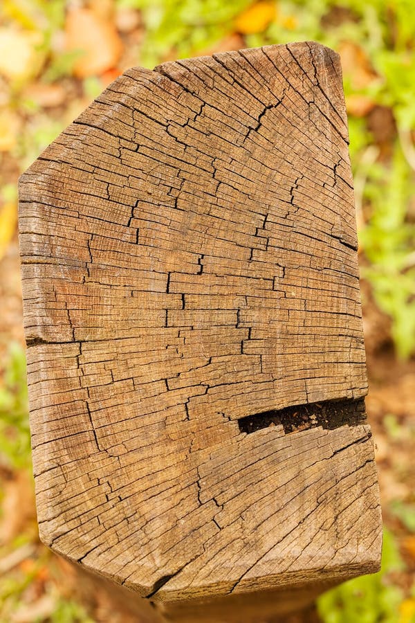 Cross section of the wood stock photo. Image of dramatic - 75300654