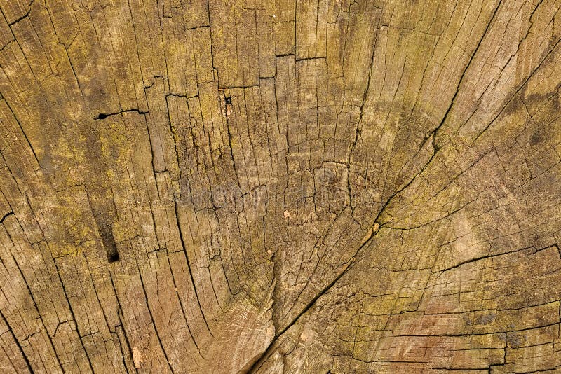 Cross section of the wood stock image. Image of ring - 75300693