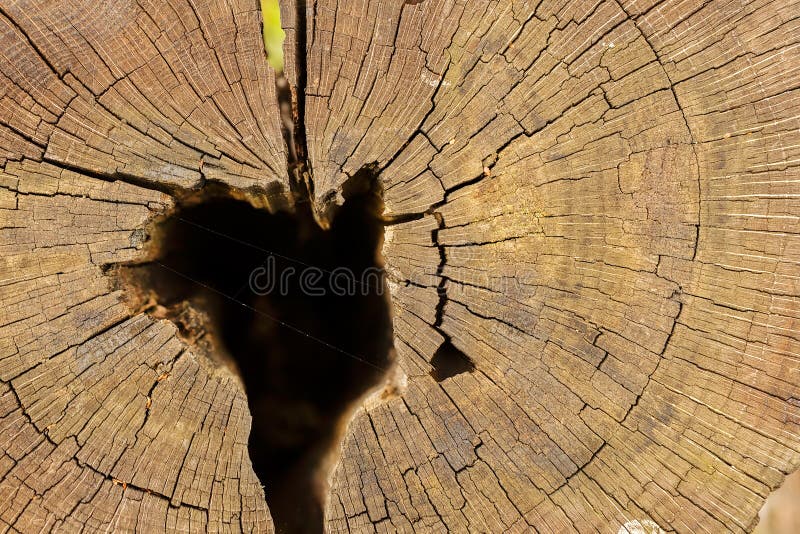 Cross section of the wood stock image. Image of color - 75302601
