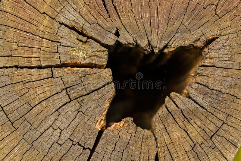 Cross section of the wood stock photo. Image of early - 75302678