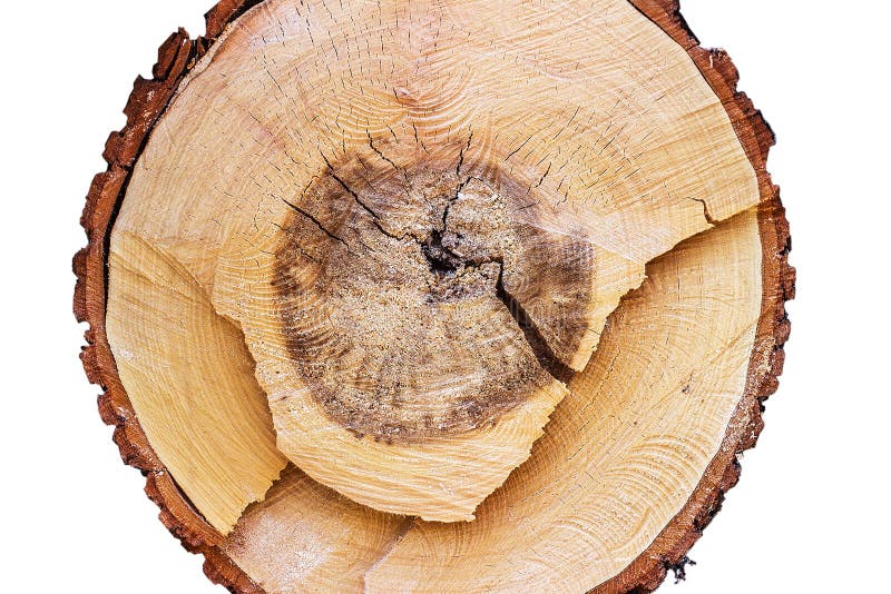 Cross Section of Larch Tree Trunk on White Background. Stock Photo ...