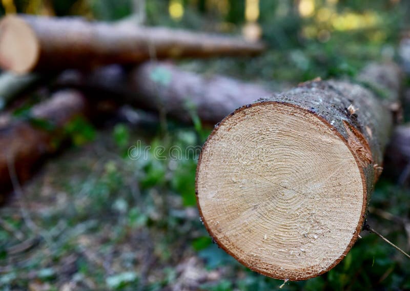 Cross Sectional Cut End of Log Showing the Pattern and Texture Created ...