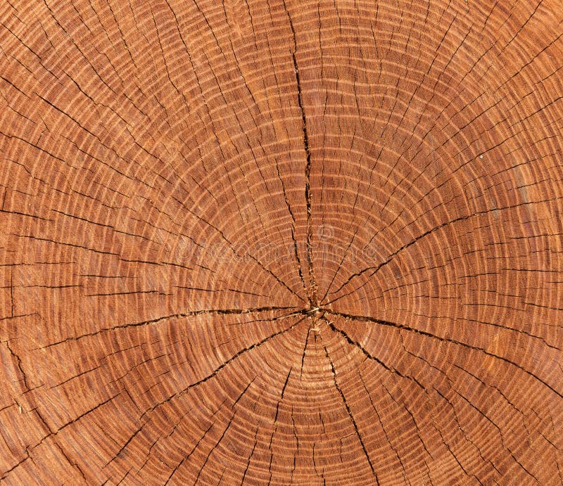 Cross-sectional Cut of Tree Stock Photo - Image of lumber, timber: 7724852