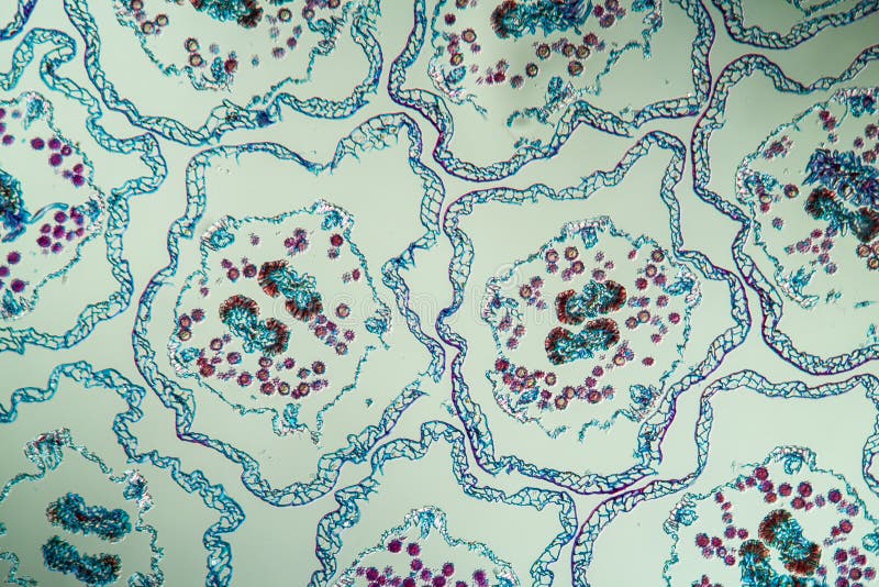 Daisy Cross Section Stock Photos - Free & Royalty-Free Stock Photos ...