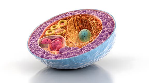 Cross-Sectional Model of Human Cell Nucleus. Generated Ai Stock Photo ...