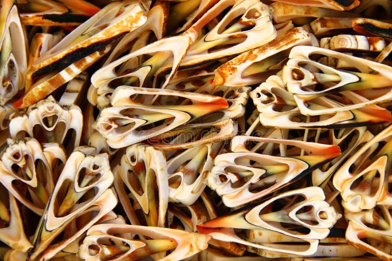 Cross Sections of Conical Shells of Sea Mollusks, Used As Decorations ...