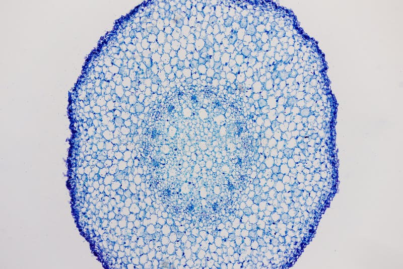 Root Plant Show Root Vascular Tissue Under Light Microscope View Stock ...