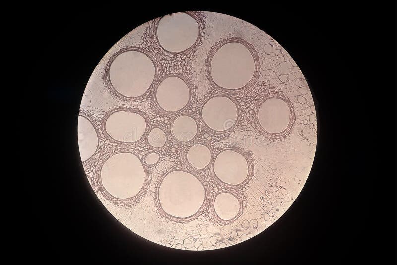 Cross Sections of the Plant Root Under Microscope View Stock Image ...