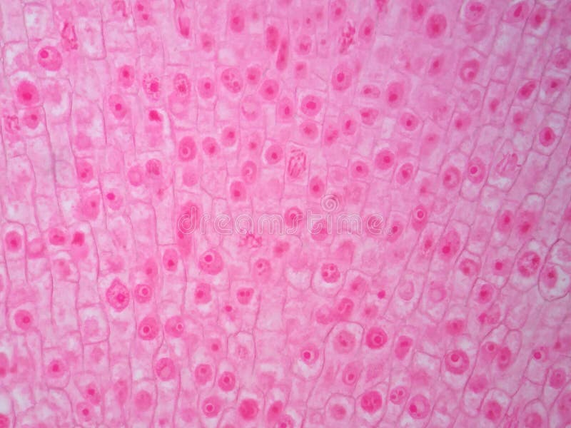 Cross Sections of Plant Root Stock Image - Image of flower, micrograph ...