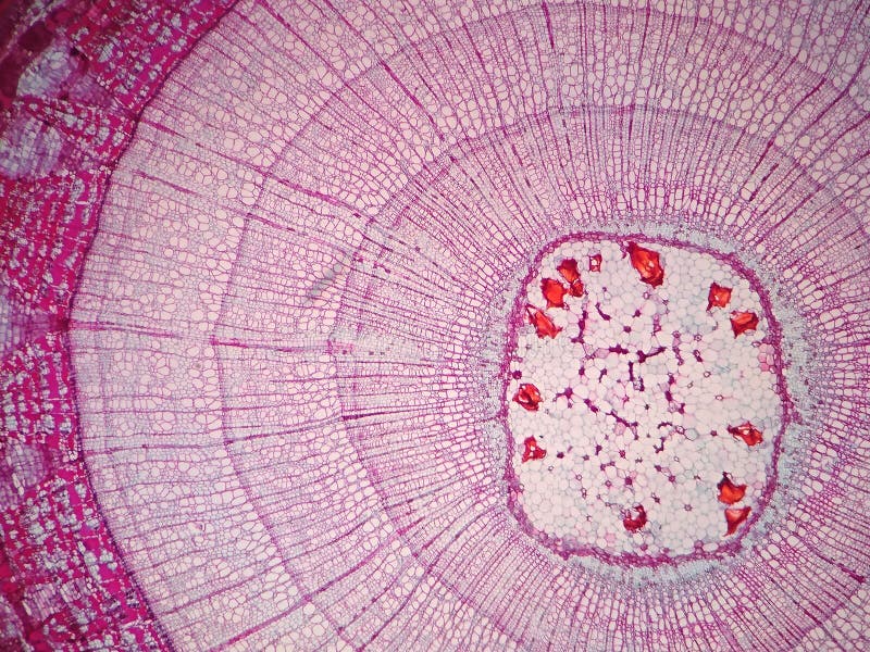 Cross Sections of Plant Root Stock Image - Image of flower, micrograph ...