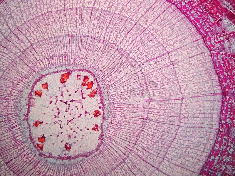 Cross Sections of Plant Stem Stock Photo - Image of cell, botanic: 95222778