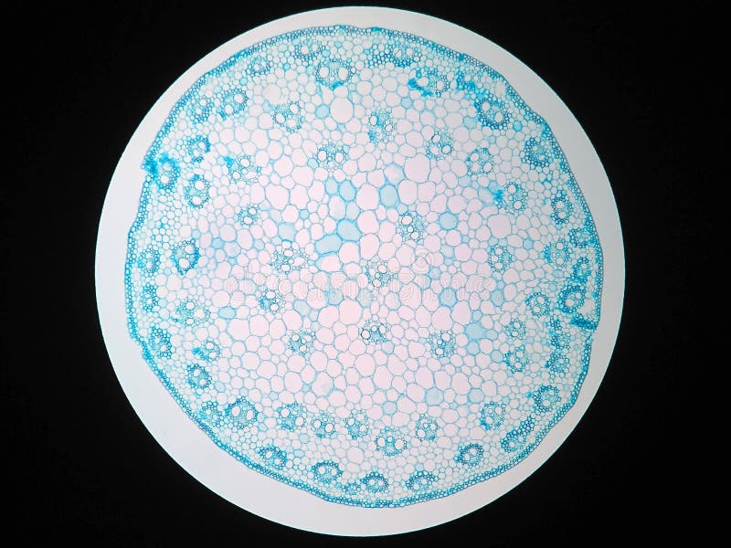 Pine stem cross section stock image. Image of pith, cambium - 17028383