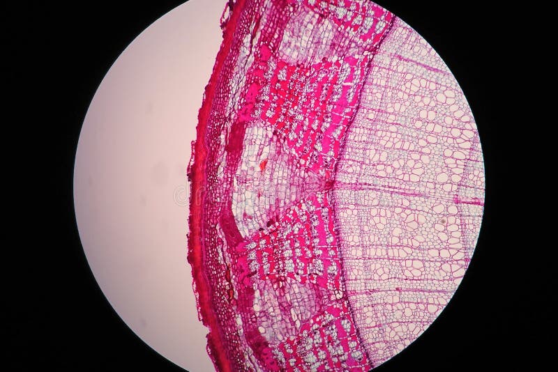 Cross Sections of Plant Stem Stock Photo - Image of education, ground ...
