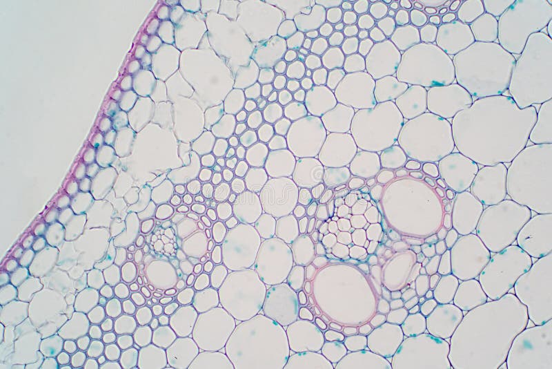 Cross Sections of Plant Stem Under Microscope View Stock Photo - Image ...