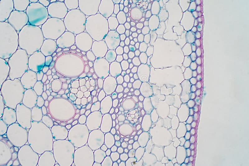 Cross Sections of Plant Stem Under Microscope View Stock Photo - Image ...