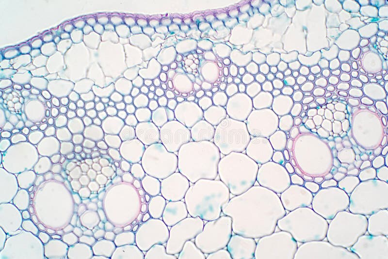 Cross Sections of Plant Stem Under Microscope View Stock Photo - Image ...