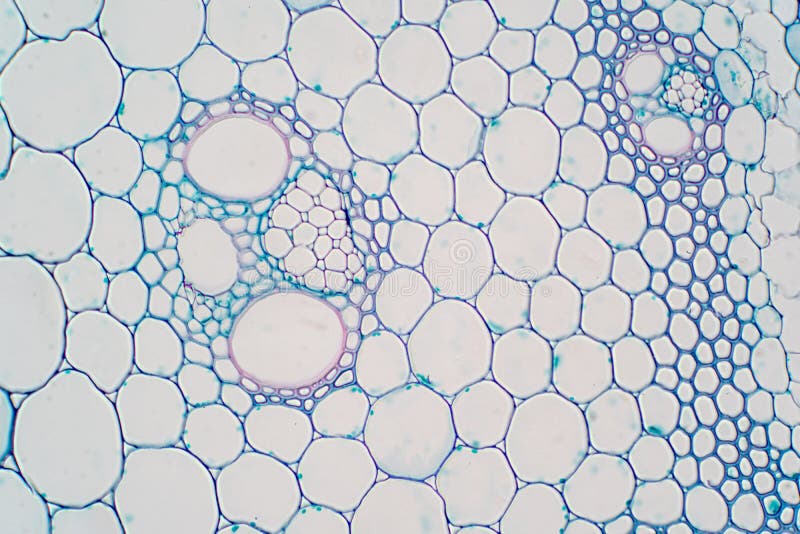 Monocot Root Cross Section Slide View Under Microscope Botany Education ...