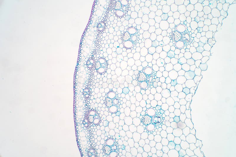 Cross Sections of Plant Stem Under Microscope View Stock Illustration ...