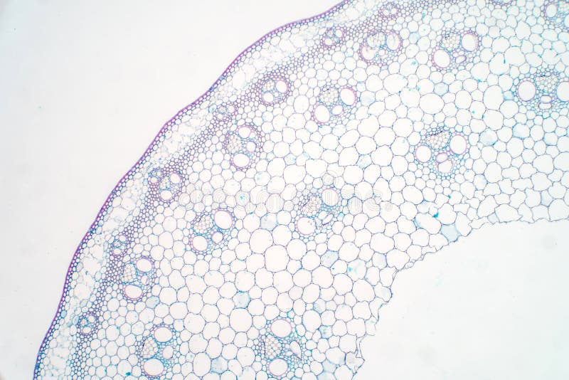 Cross Sections of Plant Stem Under Microscope View Stock Photo - Image ...
