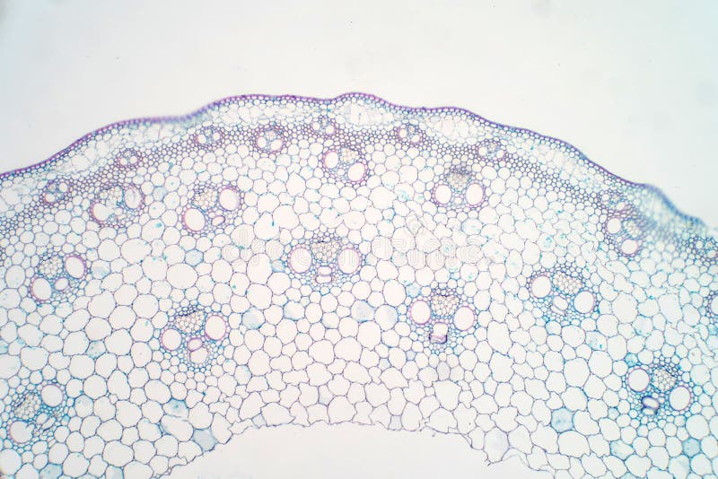 Cross Sections of Plant Stem Under Microscope View Stock Illustration ...