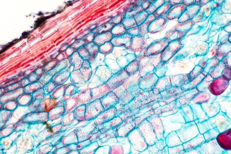 133 Collenchyma Tissue Under Microscope Stock Photos - Free & Royalty ...